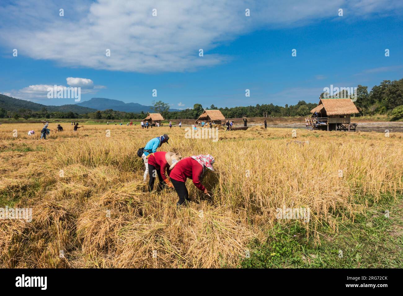 Farmers harvest rice by the traditional approach, reaping the rice ...