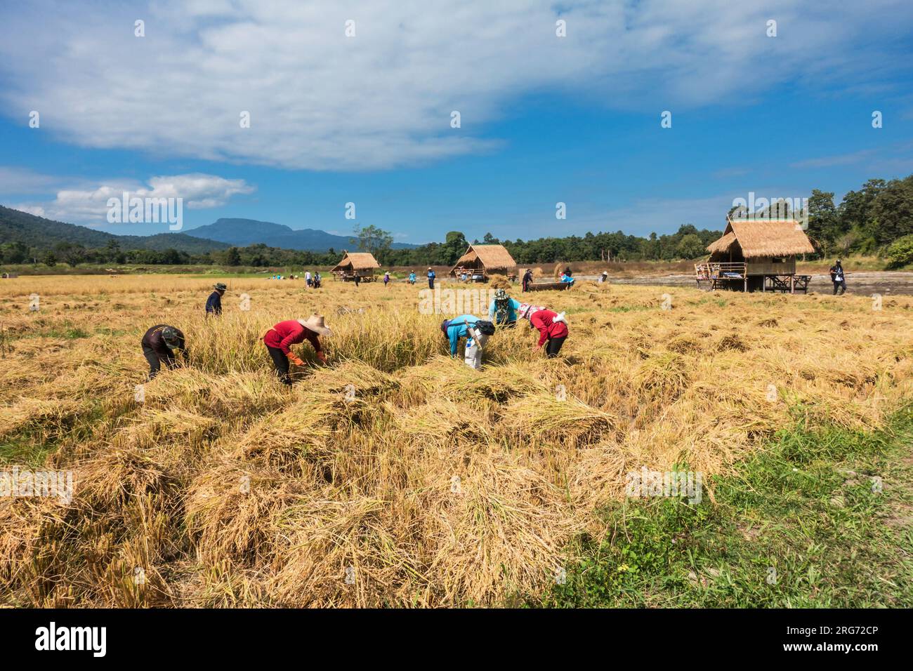 Farmers harvest rice by the traditional approach, reaping the rice ...