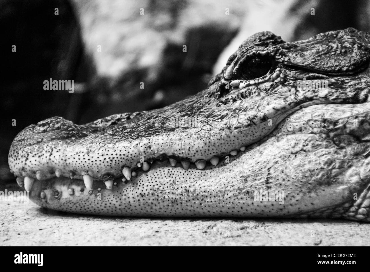 Alligator teeth tooth Black and White Stock Photos & Images - Alamy