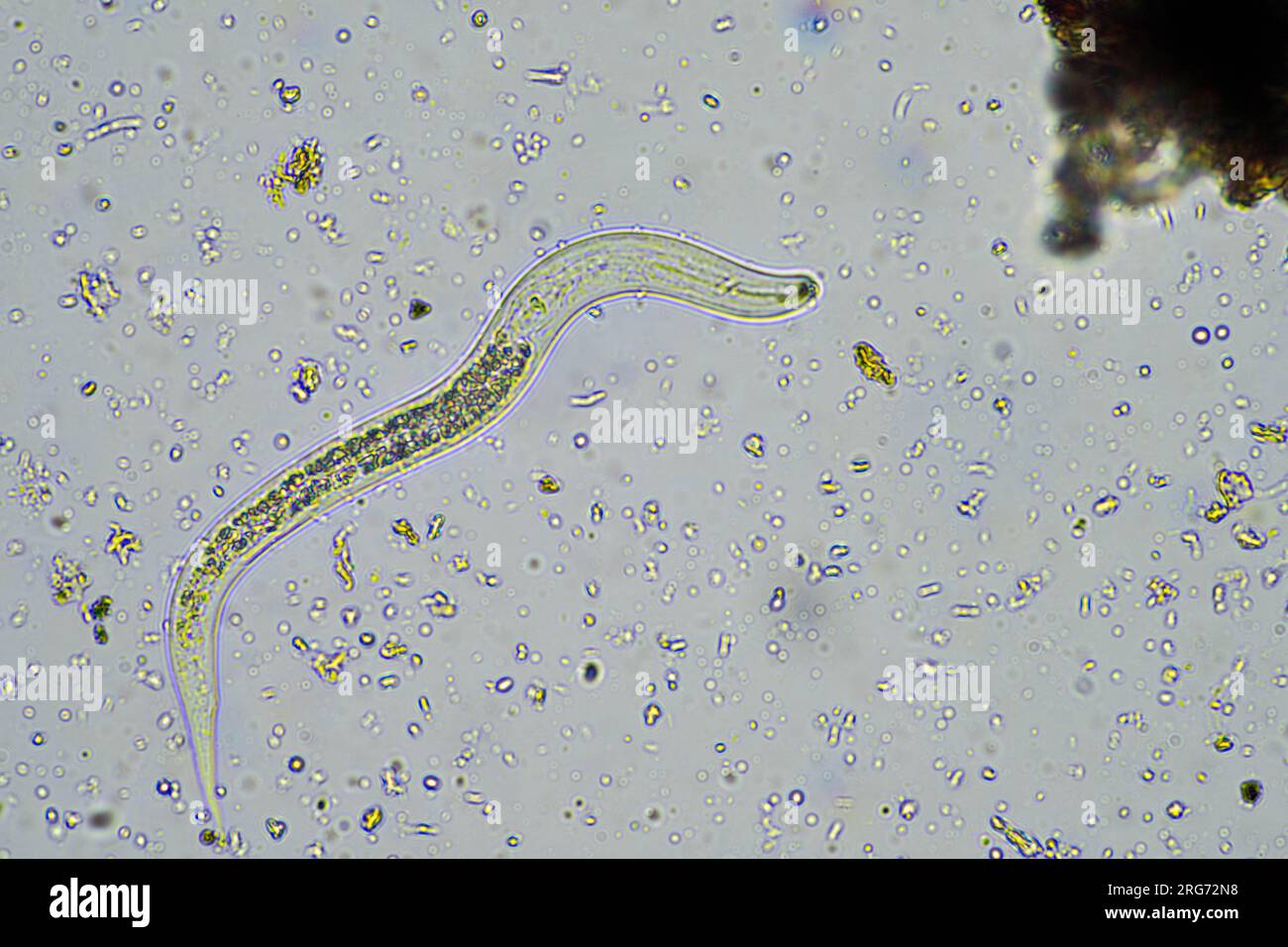 bacterial feeding soil nematode in a soil sample under the microscope ...