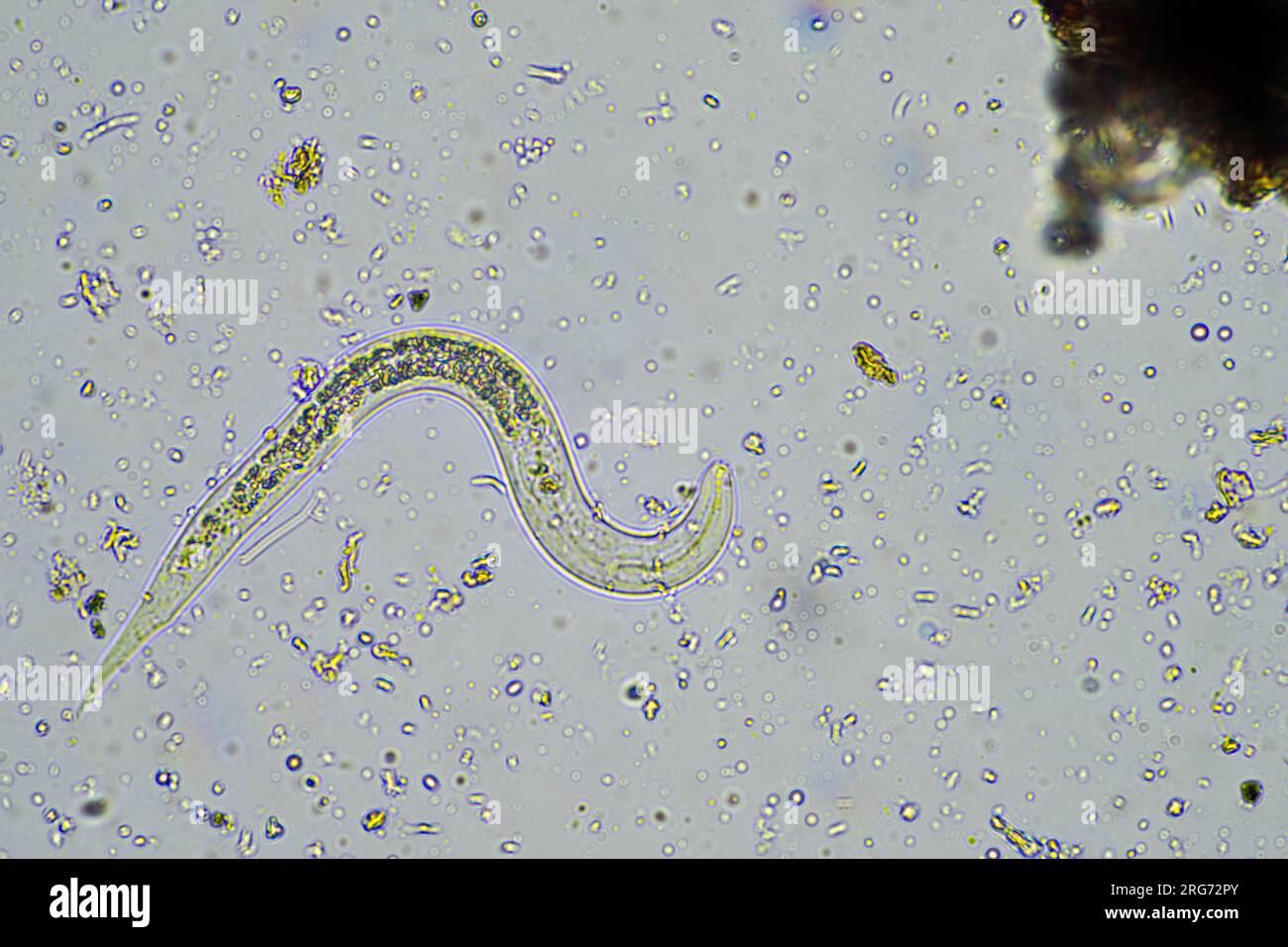 bacterial feeding soil nematode in a soil sample under the microscope ...