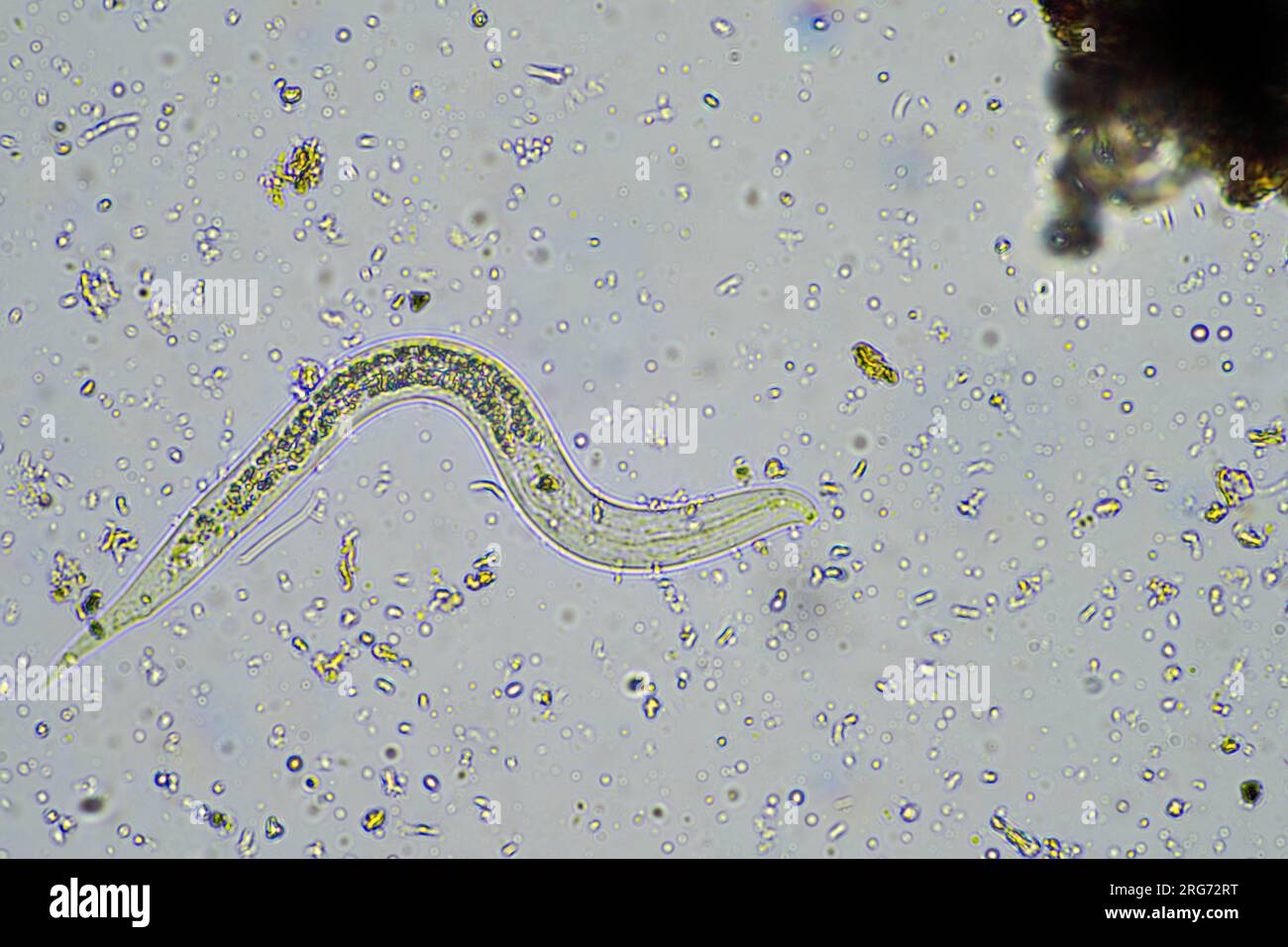 bacterial feeding soil nematode in a soil sample under the microscope ...