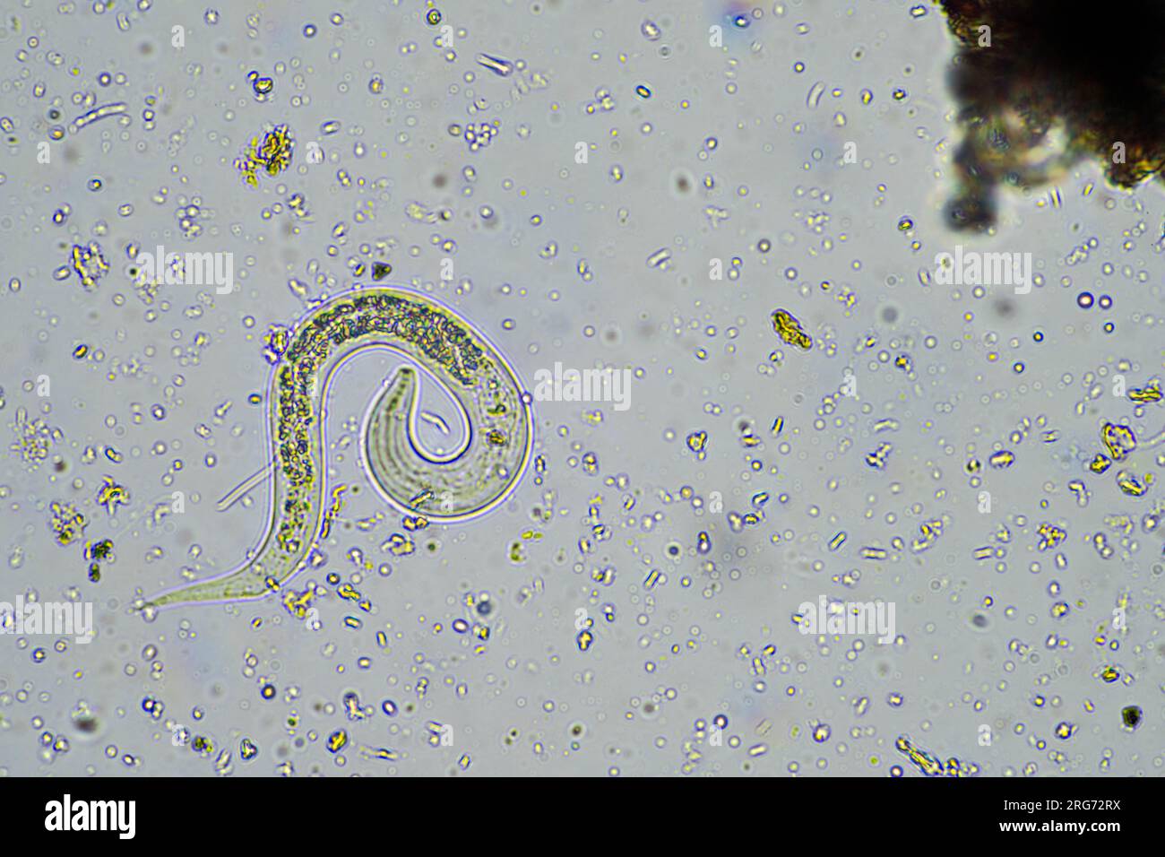 bacterial feeding soil nematode in a soil sample under the microscope ...