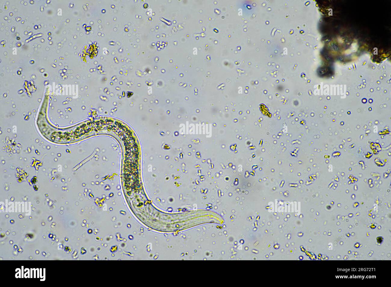 bacterial feeding soil nematode in a soil sample under the microscope ...