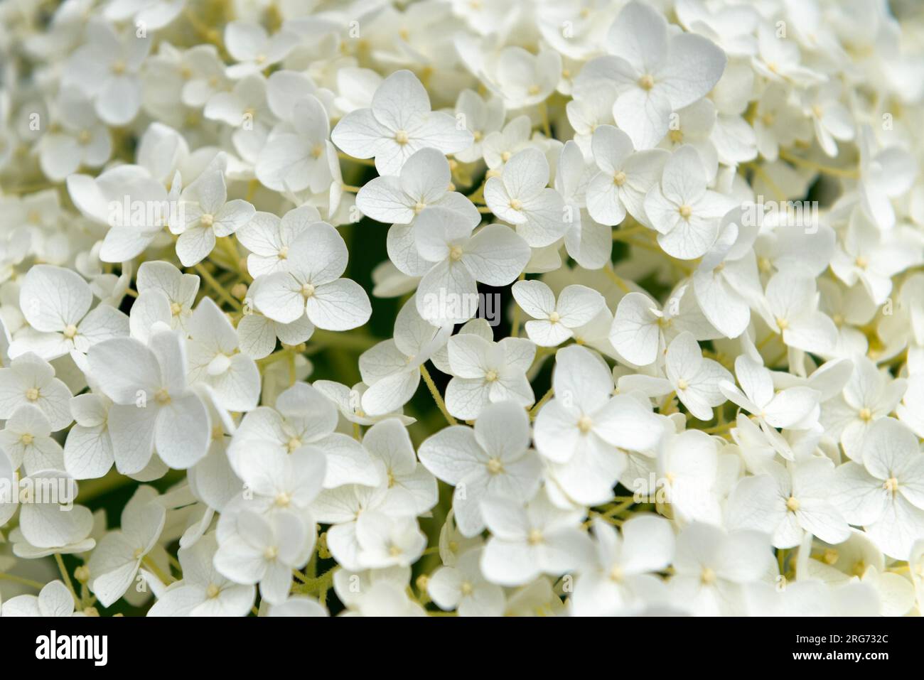 Blooming white hydrangeas hi-res stock photography and images - Alamy
