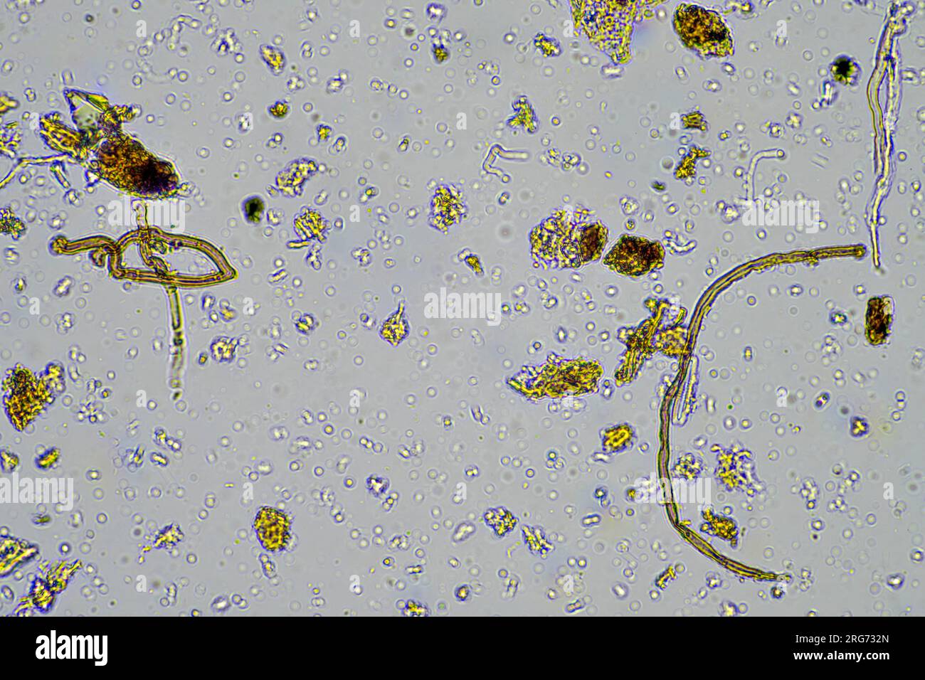 living soil life in a soil sample under the microscope on a farm Stock ...
