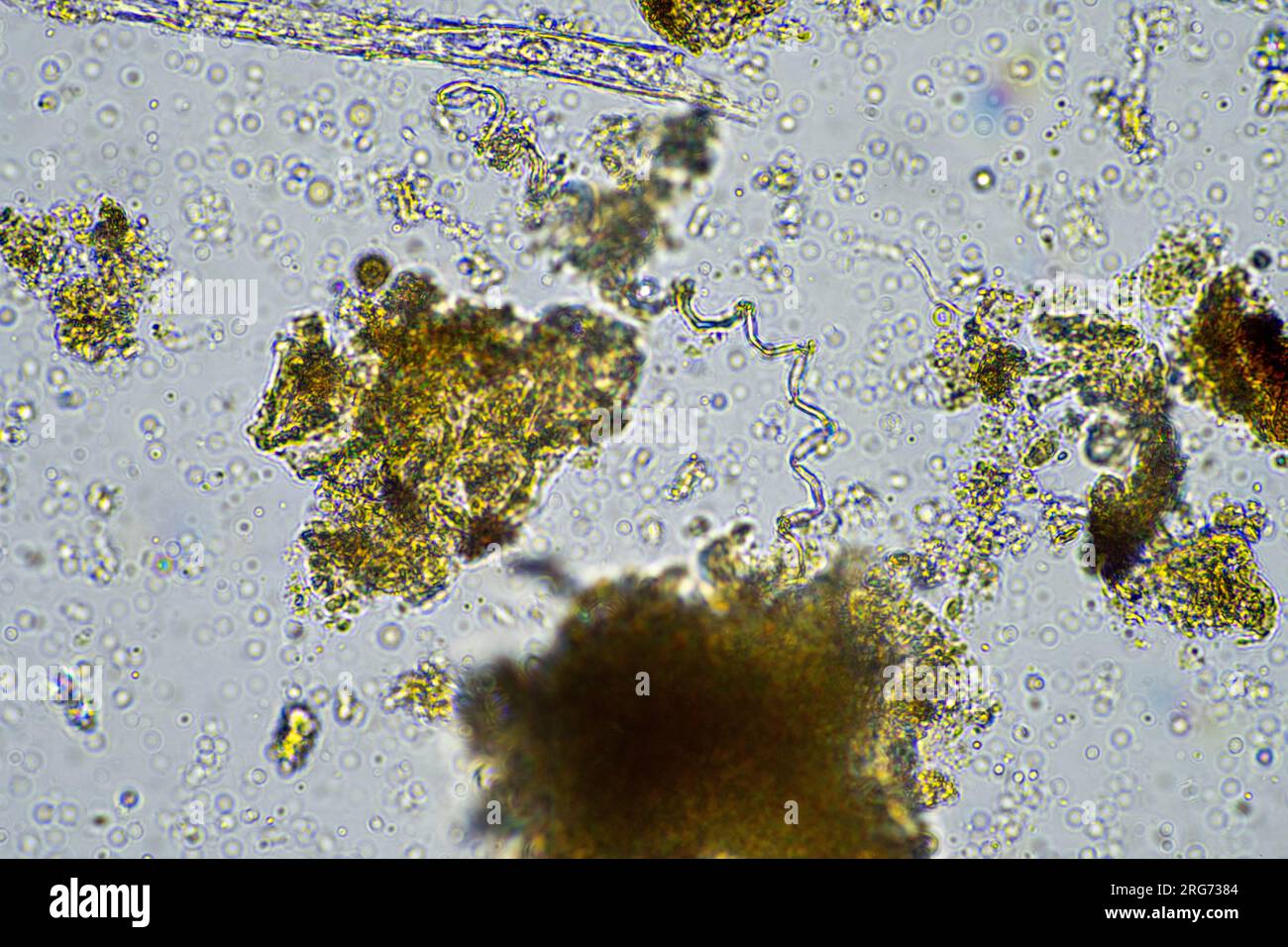 plant cellulose in a soil sample under the microscope on a farm Stock ...