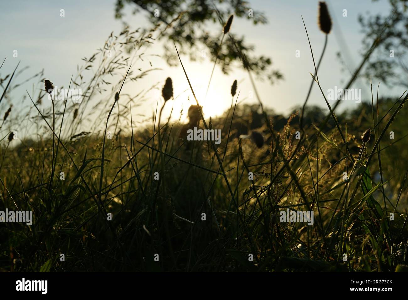 children walking through green grassy fields on a windy day in a park ...