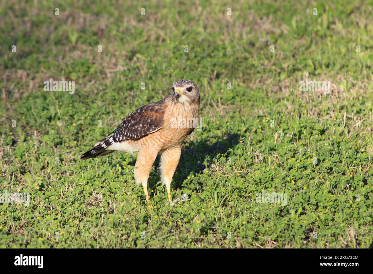 Red Shoulder Hawk on the lookout Stock Photo - Alamy