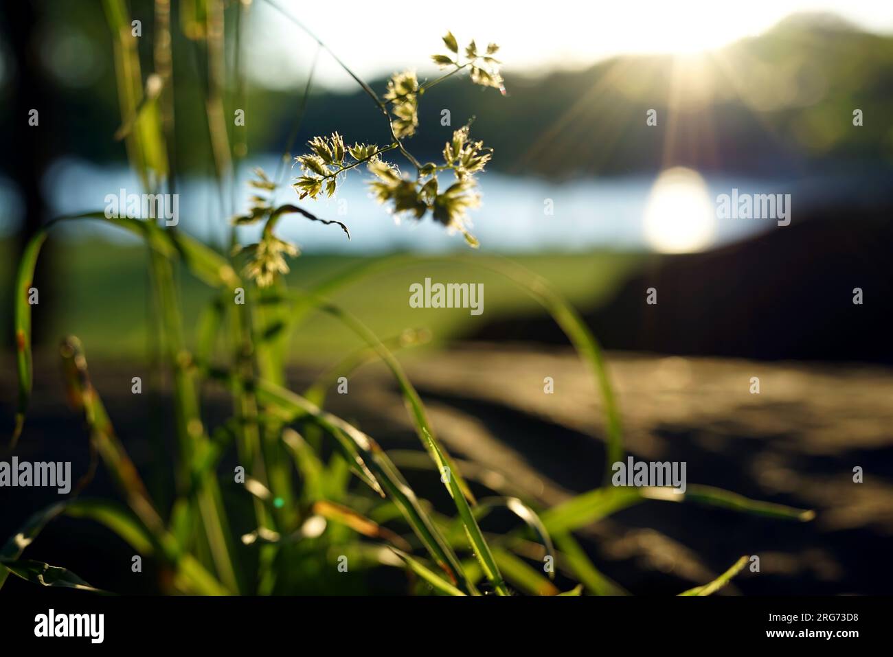 children walking through green grassy fields on a windy day in a park ...