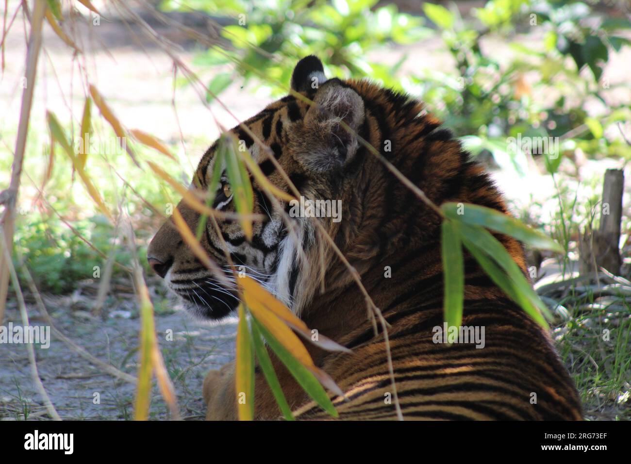 Tiger escapiing the heat of the day in the shade Stock Photo - Alamy
