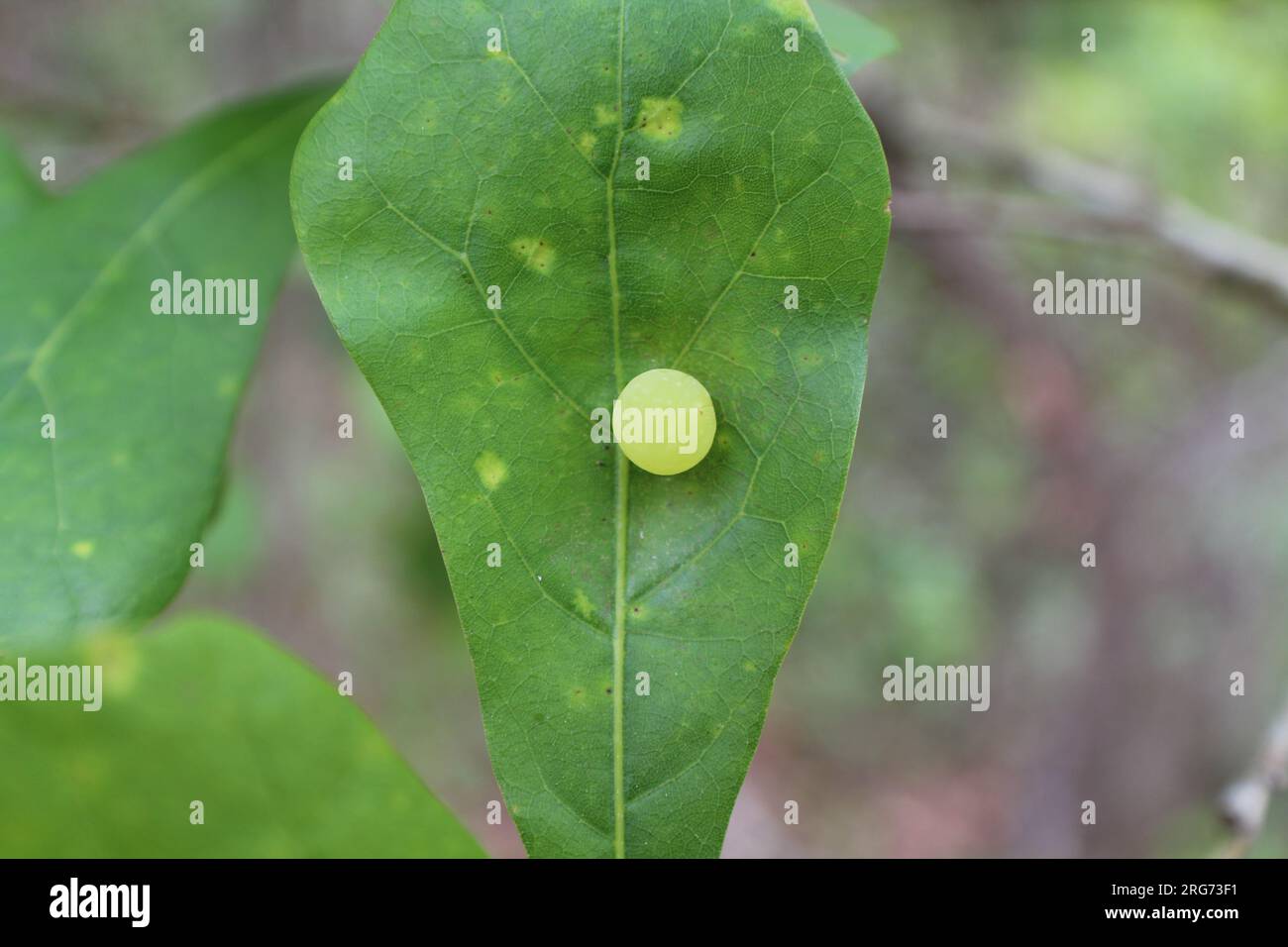 A Gall formed on the tip of an Oak Leaf Stock Photo - Alamy
