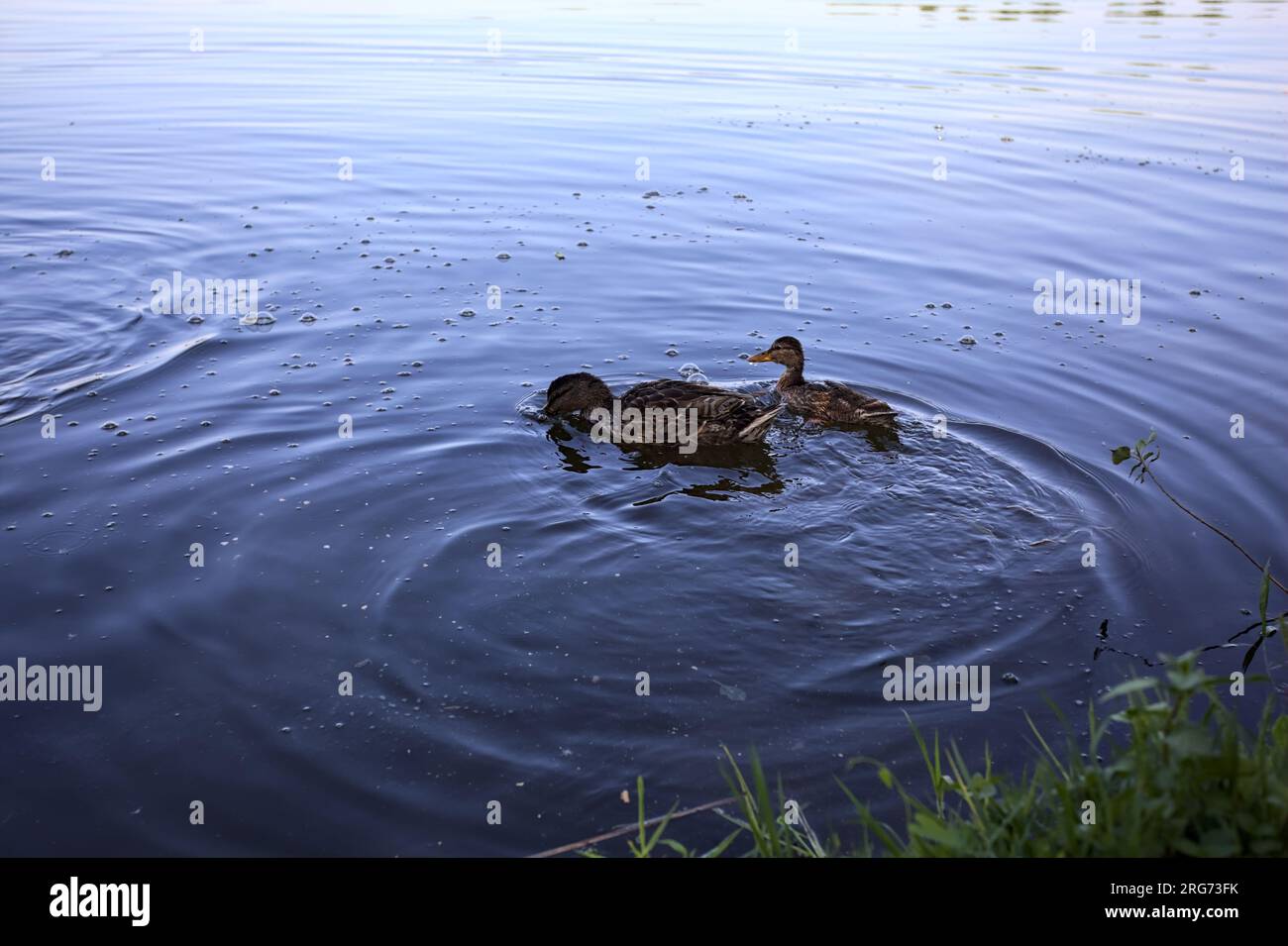 Mallards and ducklings next to the lakeshore Stock Photo - Alamy