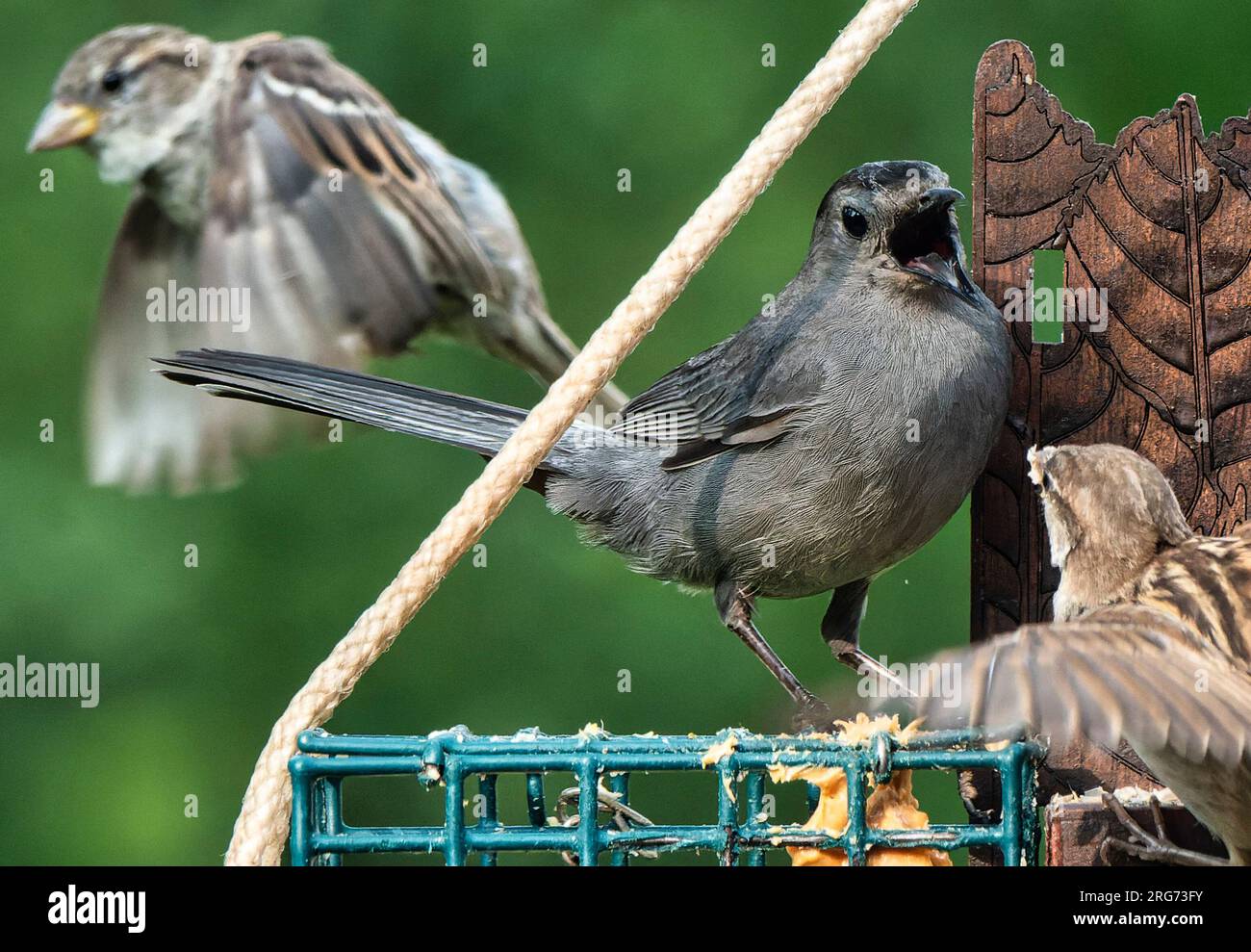 Catbird in flight hi-res stock photography and images - Alamy