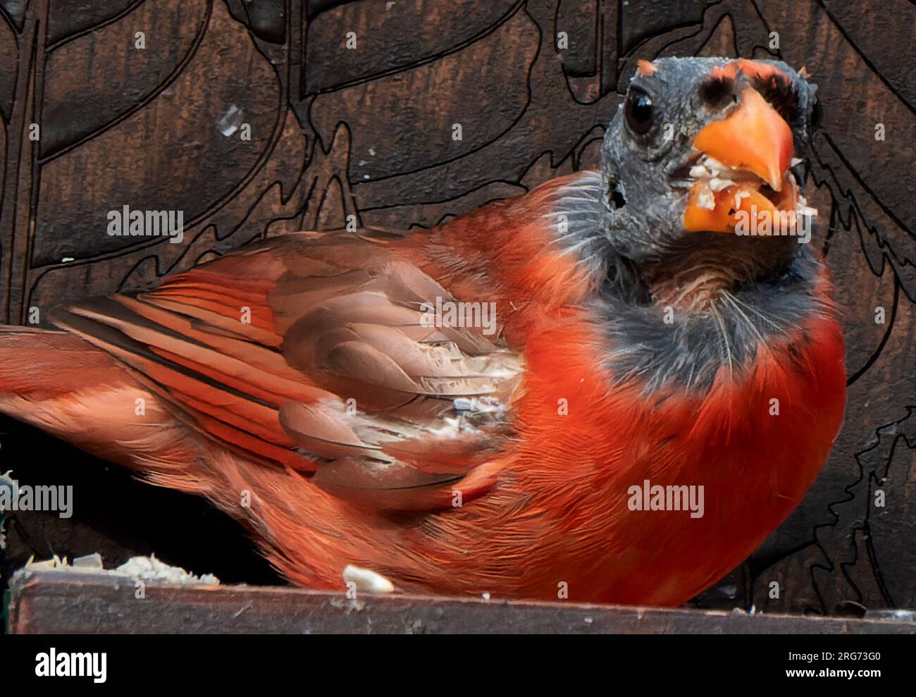 Molting Northern Cardinal on the bird feeder Stock Photo - Alamy