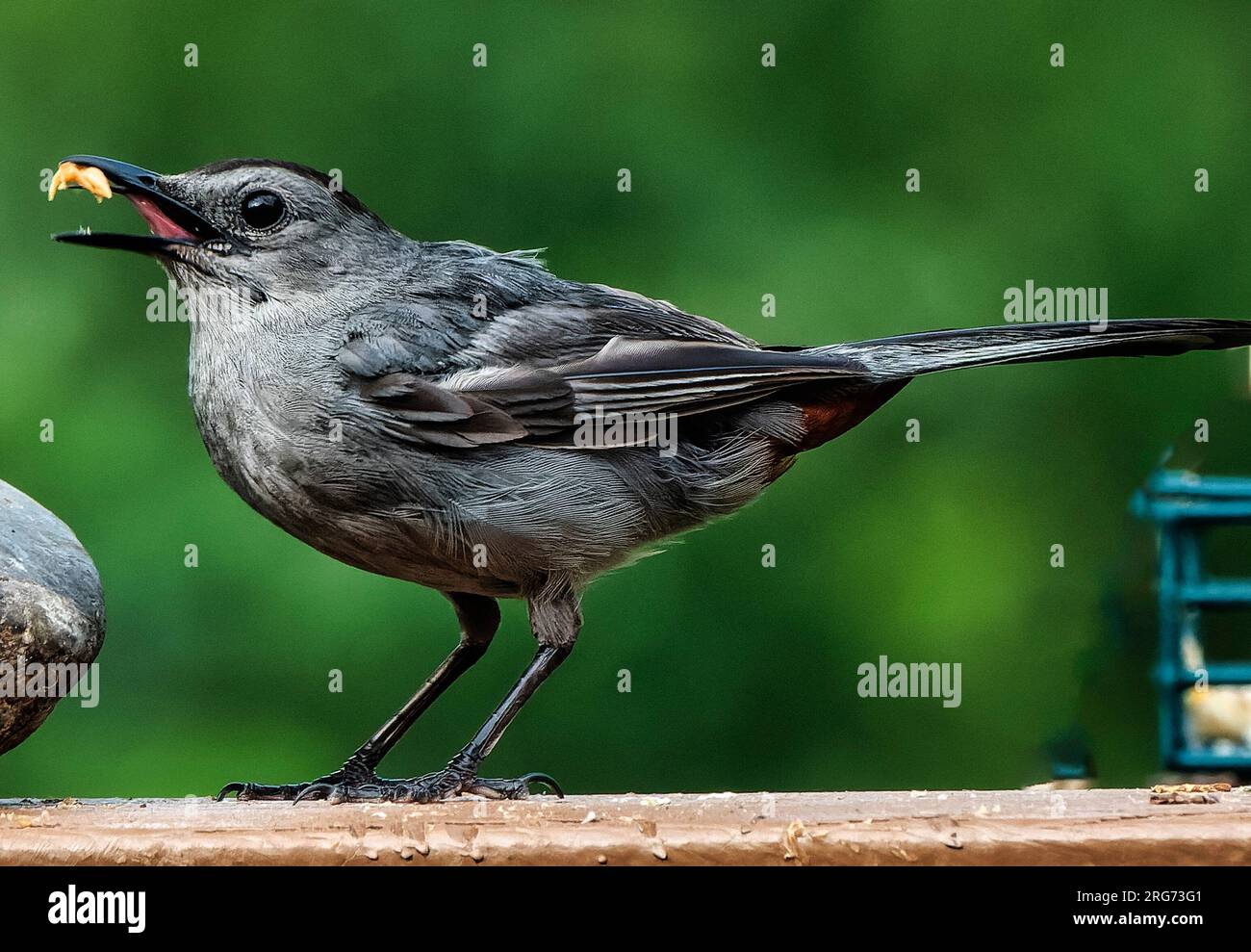 Gray Catbird with peanut butter Stock Photo - Alamy