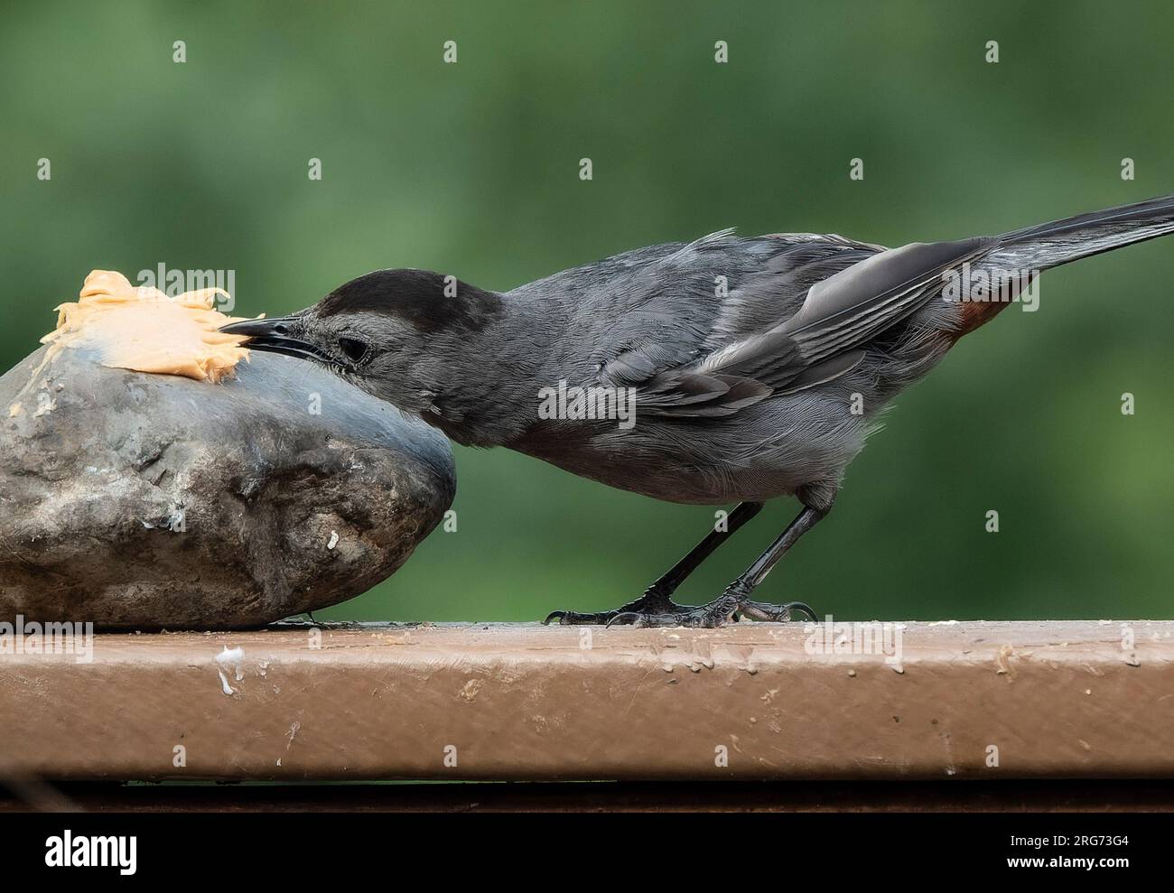 Gray Catbird with peanut butter Stock Photo - Alamy
