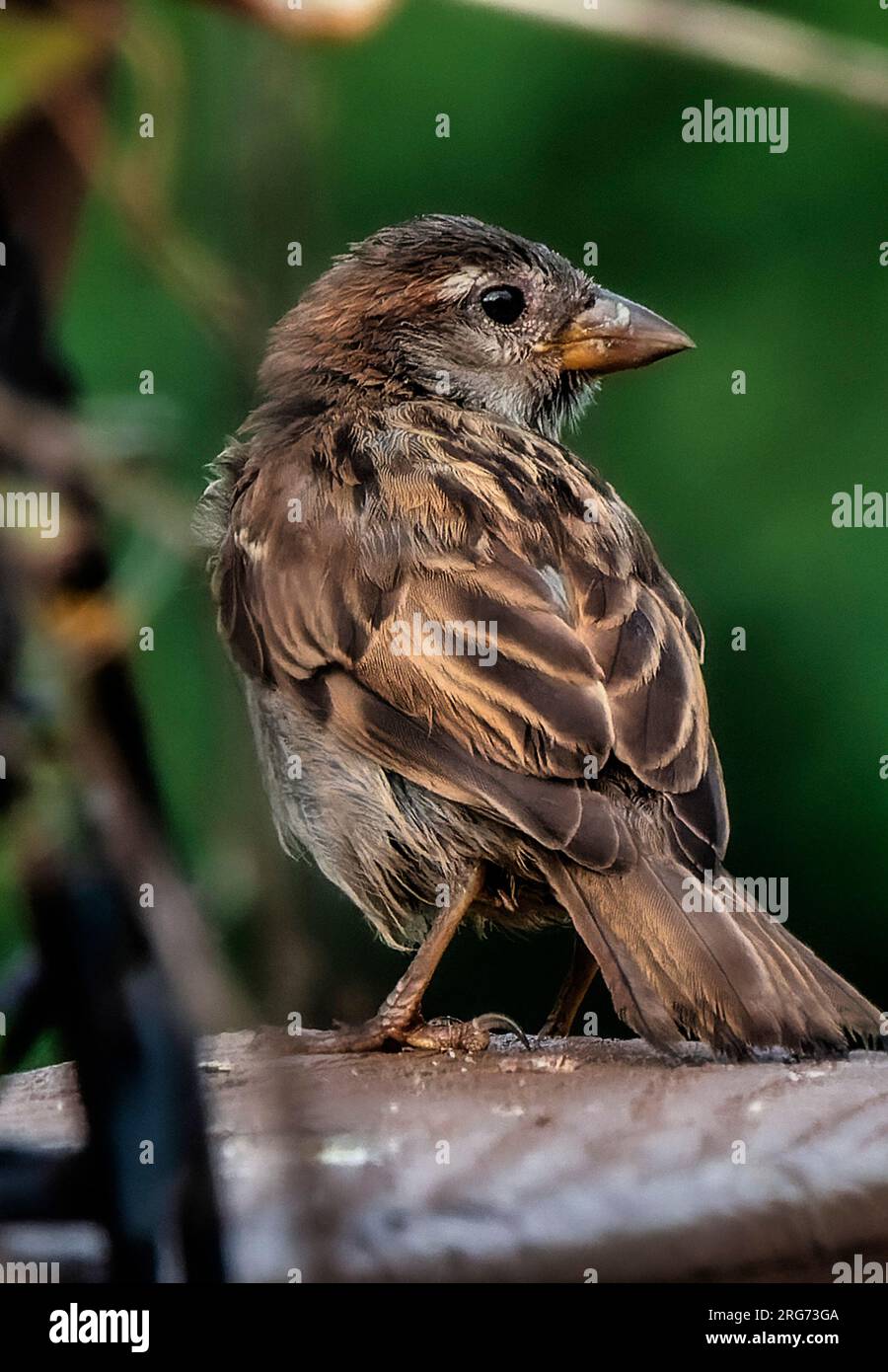 A common Sparrow on the backyard deck Stock Photo - Alamy