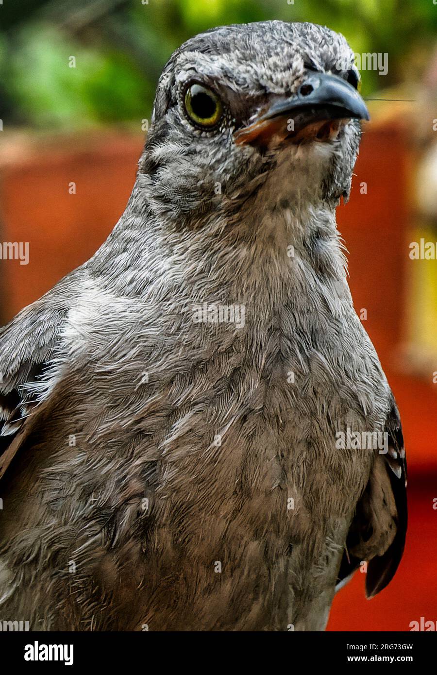 Mockingbird eyes hi-res stock photography and images - Alamy