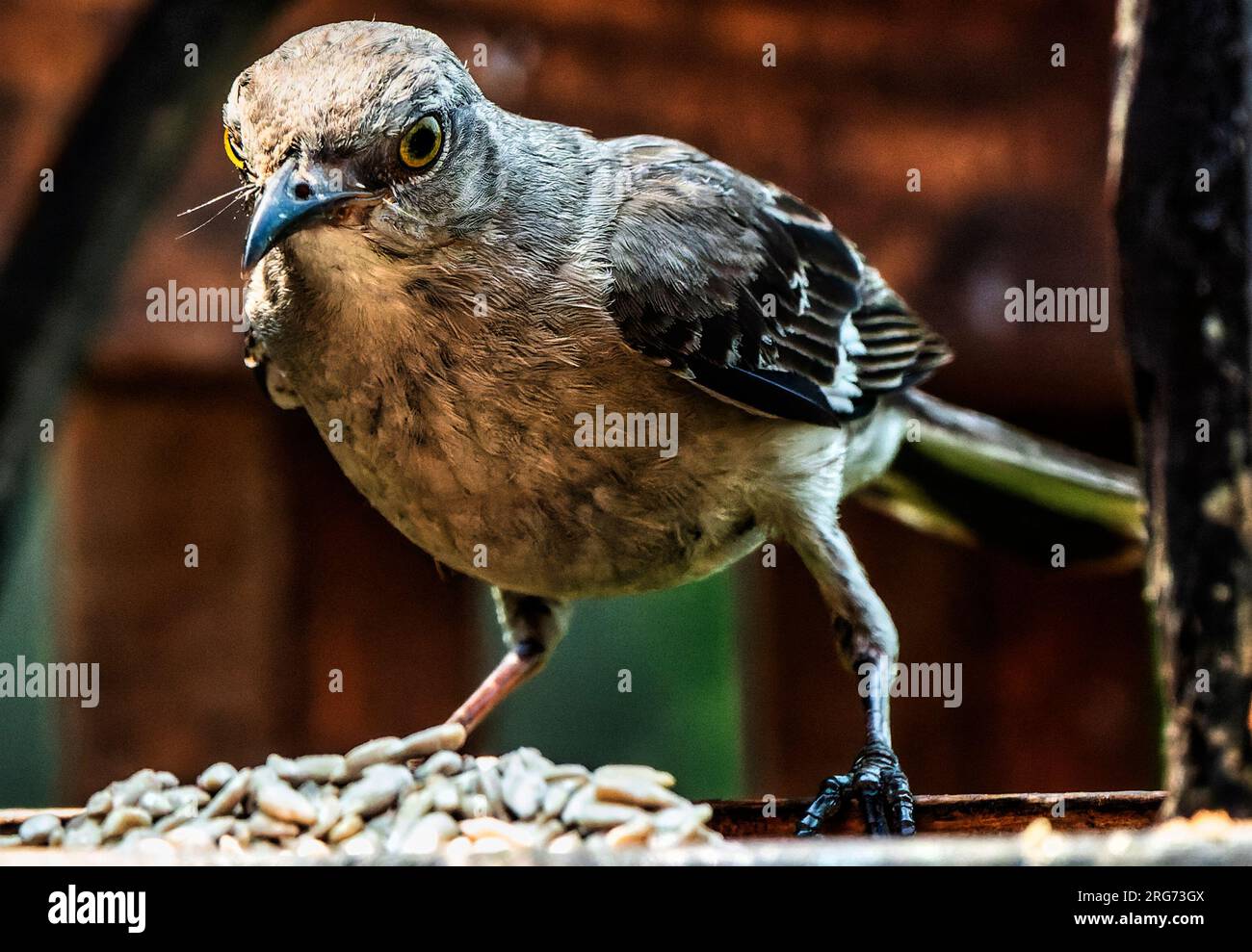 Mockingbird eyes hi-res stock photography and images - Alamy