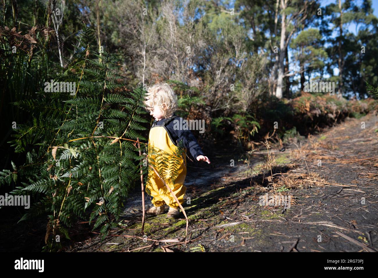 toddler exploring in yellow overalls in the forest in winter Stock ...