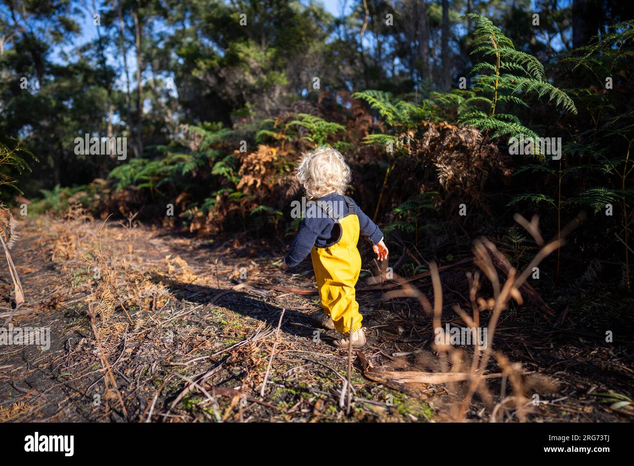 toddler exploring in yellow overalls in the forest in winter Stock ...