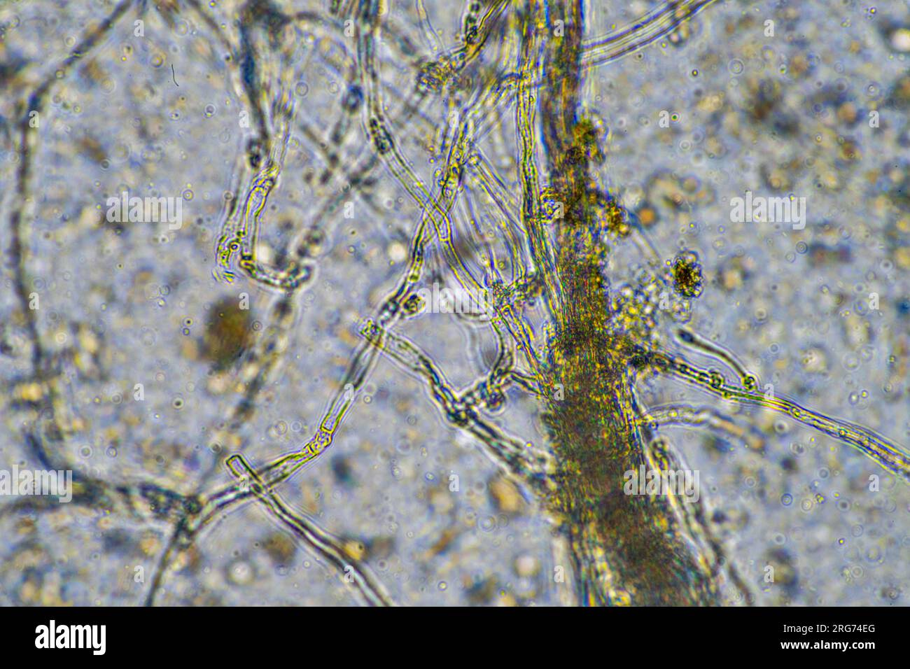 fungal hyphae on a soil sample on a farm. fungi storing carbon in the ...