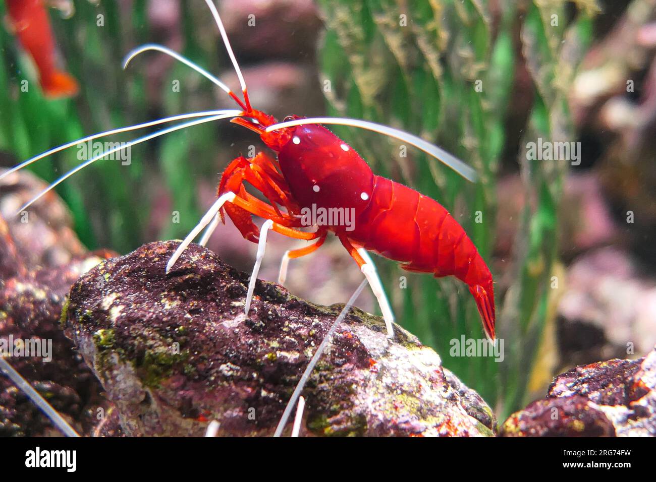 True shrimp hi-res stock photography and images - Alamy
