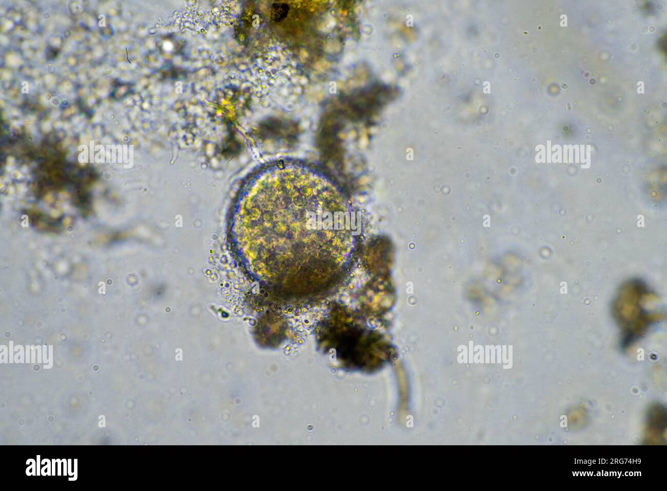 Penicillium cartoon hi-res stock photography and images - Alamy