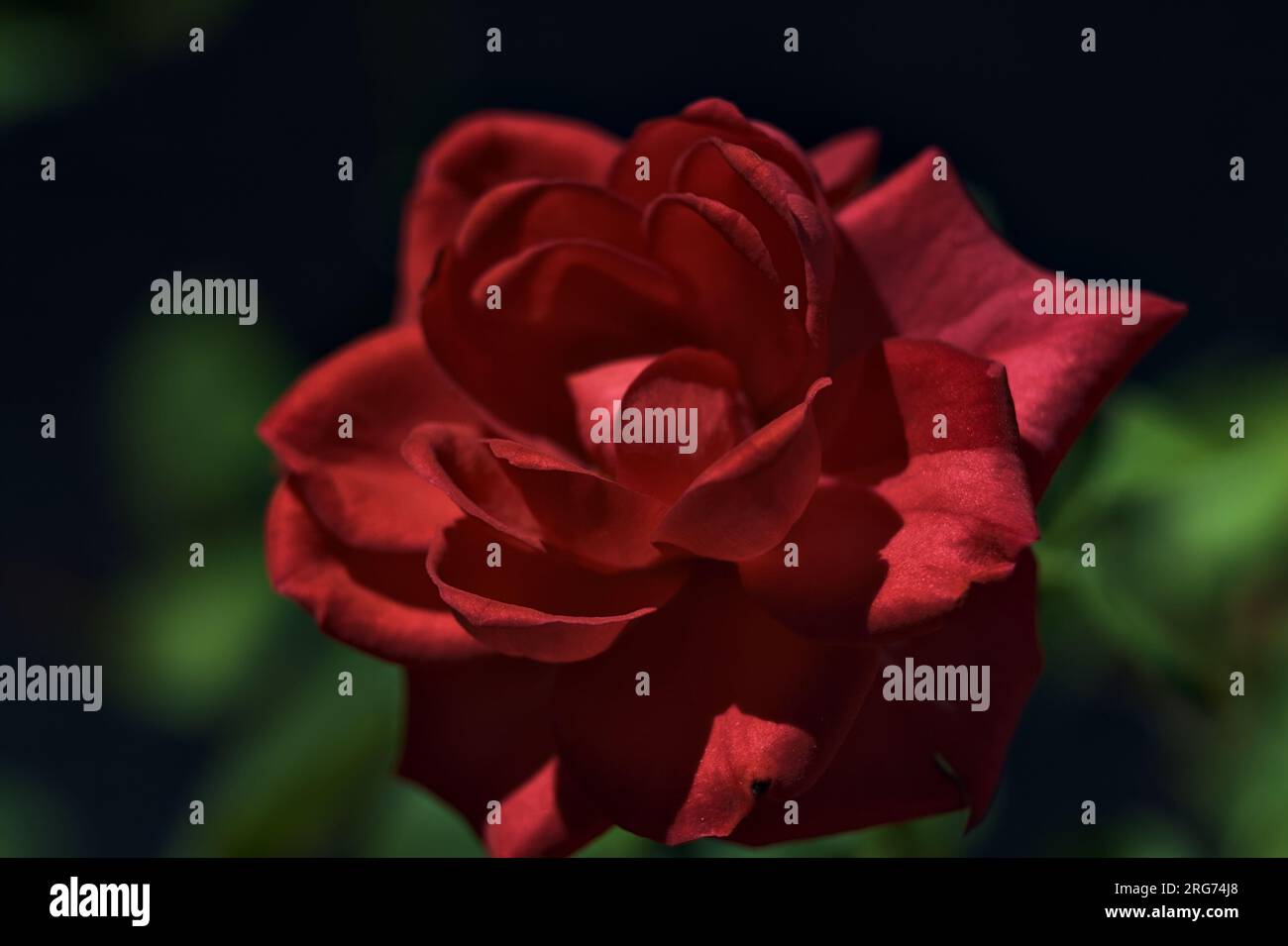 Miniature red rose in bloom seen up close Stock Photo - Alamy