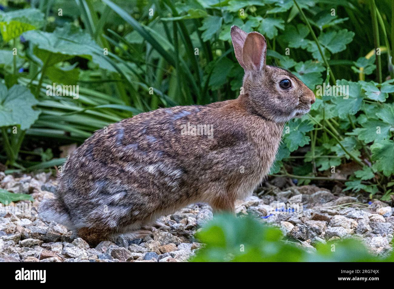 An eastern cottontail rabbit Stock Photo - Alamy