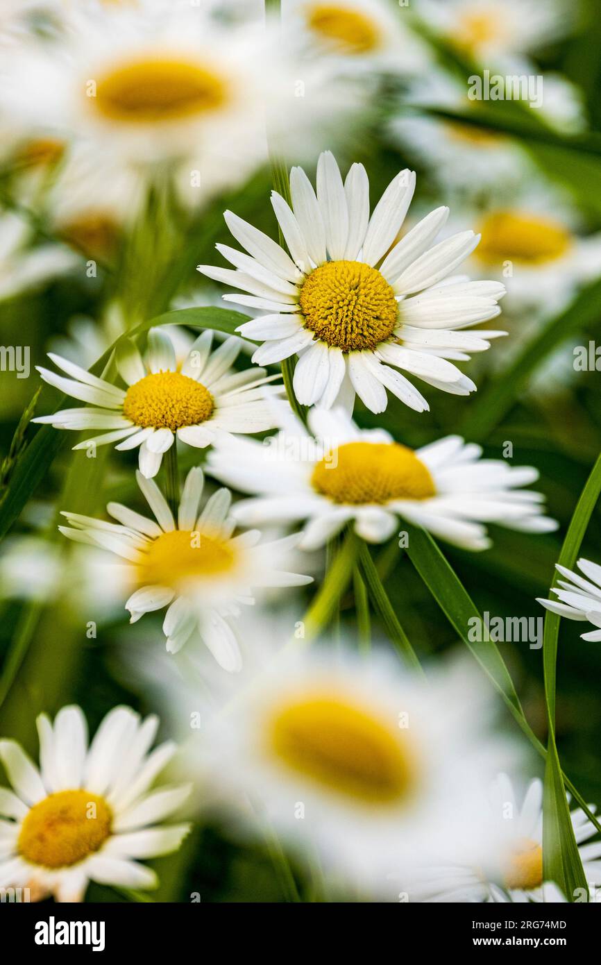 The garden white hi-res stock photography and images - Alamy