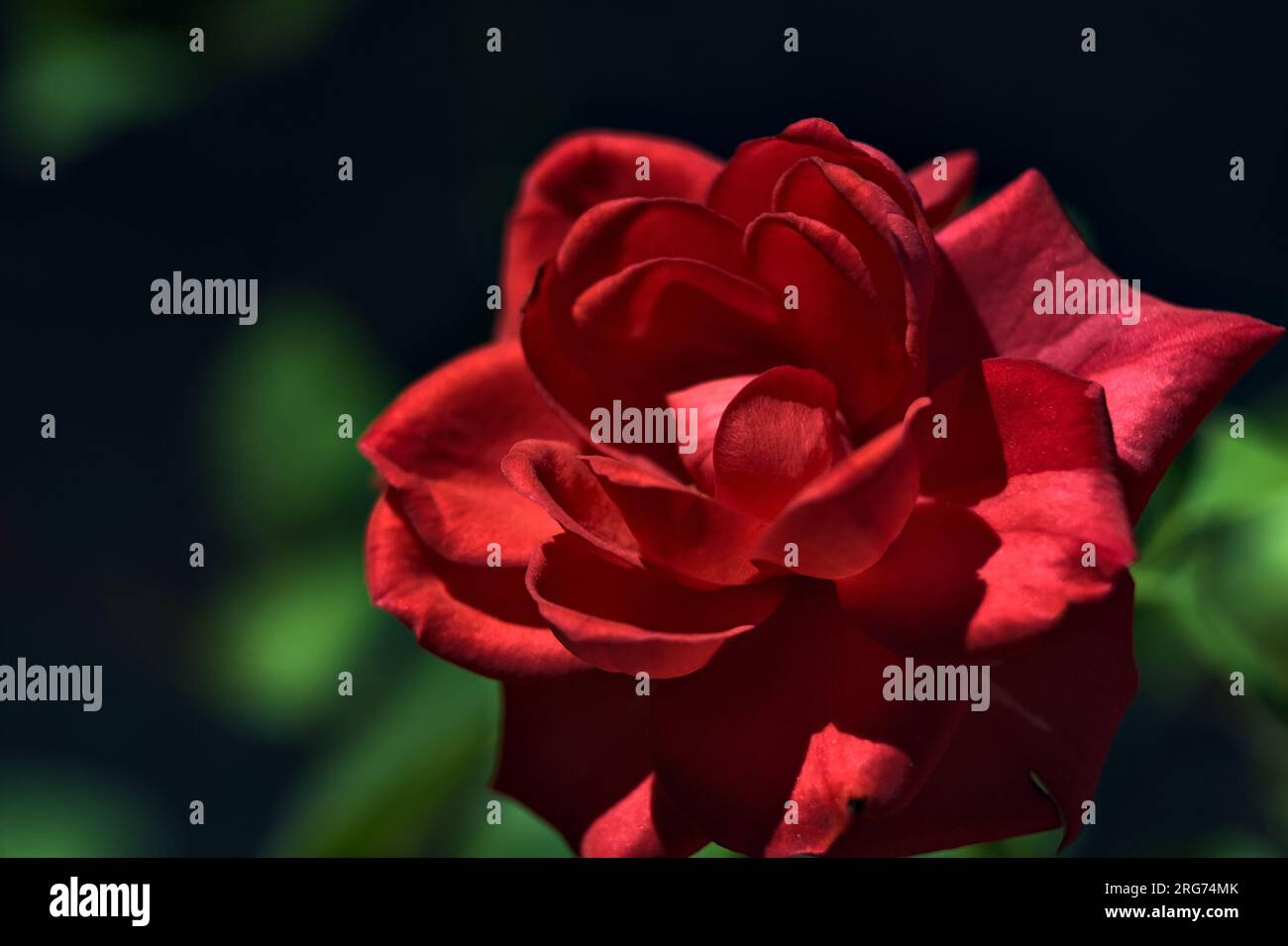 Miniature red rose in bloom seen up close Stock Photo - Alamy