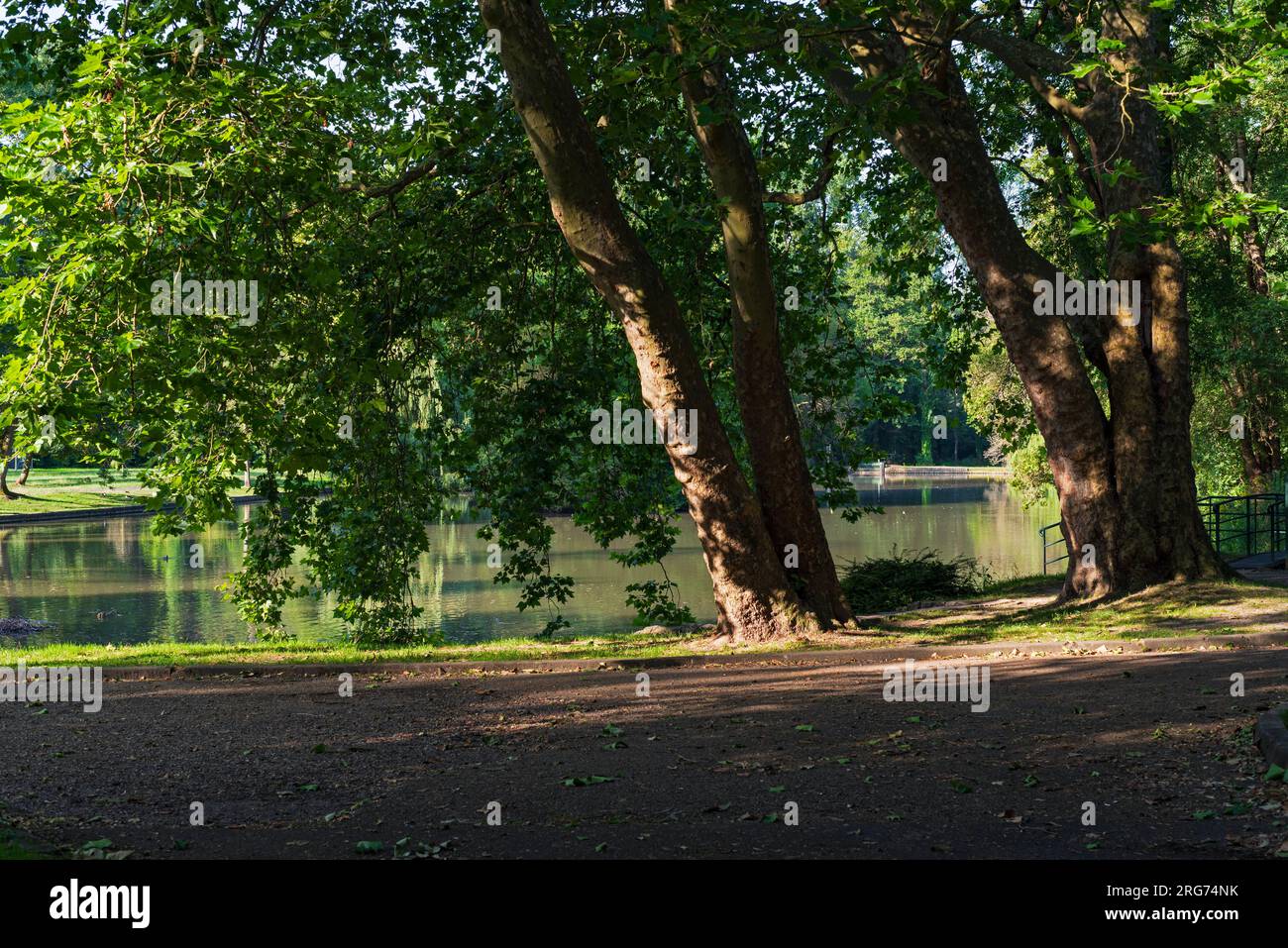 Under tree canopy hi-res stock photography and images - Alamy