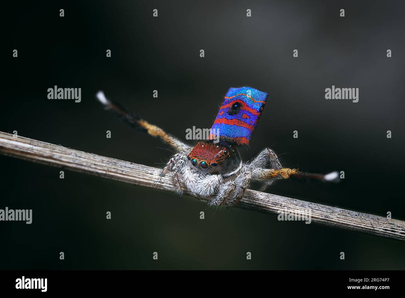 Male Peacock spider, Maratus gemmifer, displaying for a female spider ...