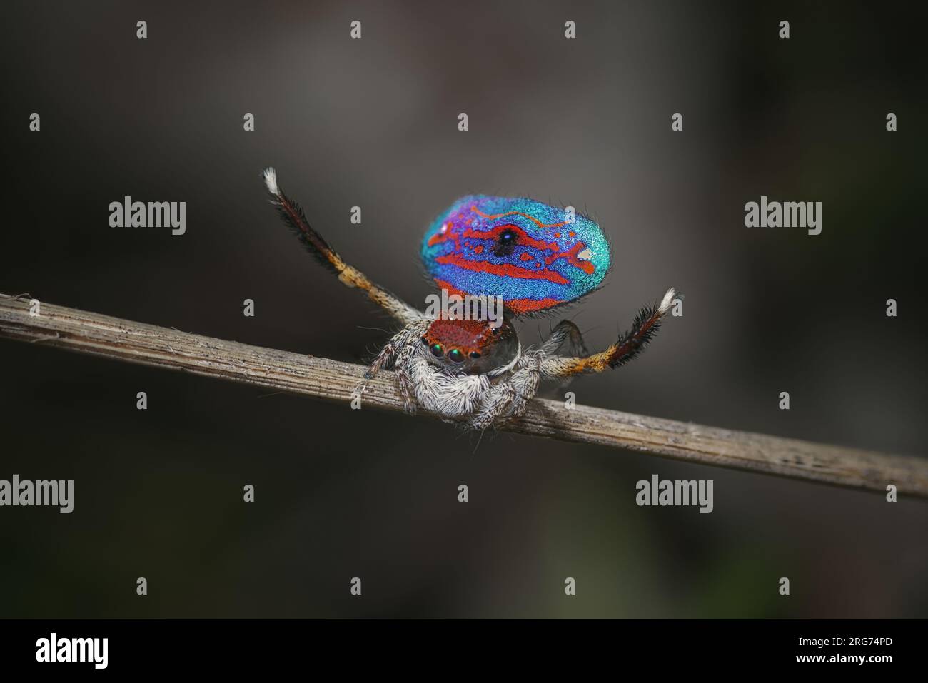 Male Peacock spider, Maratus gemmifer, displaying for a female spider ...