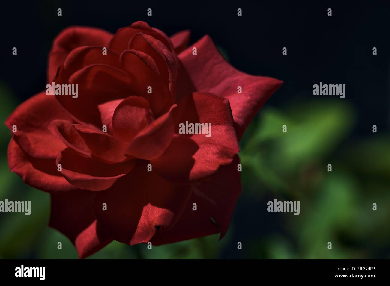 Miniature red rose in bloom seen up close Stock Photo - Alamy