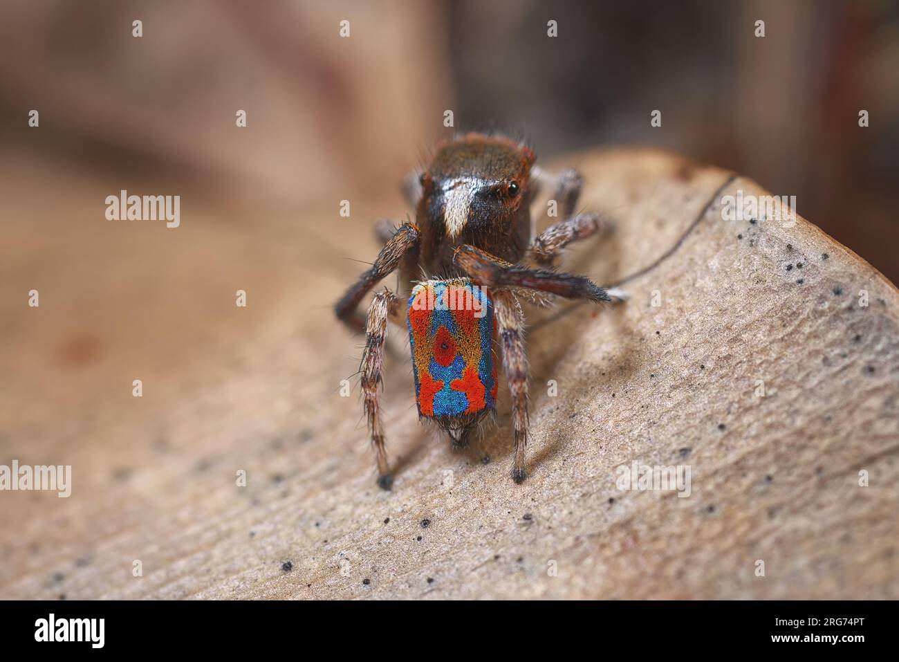Male Peacock spider Maratus clupeatus in his breeding colours Stock ...