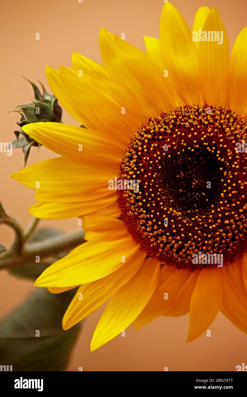 Flower and foliage of the tropical tree Magnolia Grandiflora ...