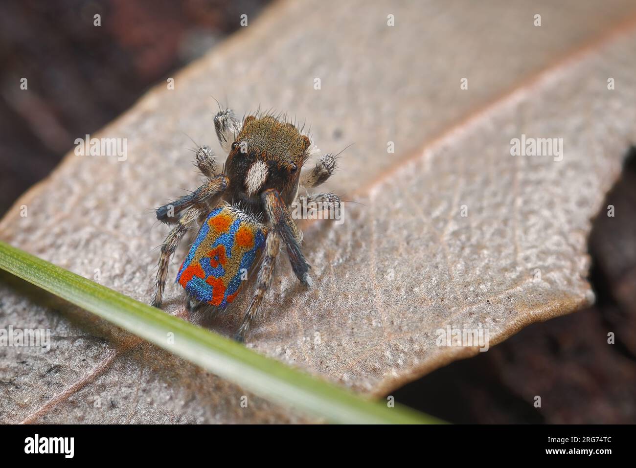 Male Peacock spider Maratus clupeatus in his breeding colours Stock ...