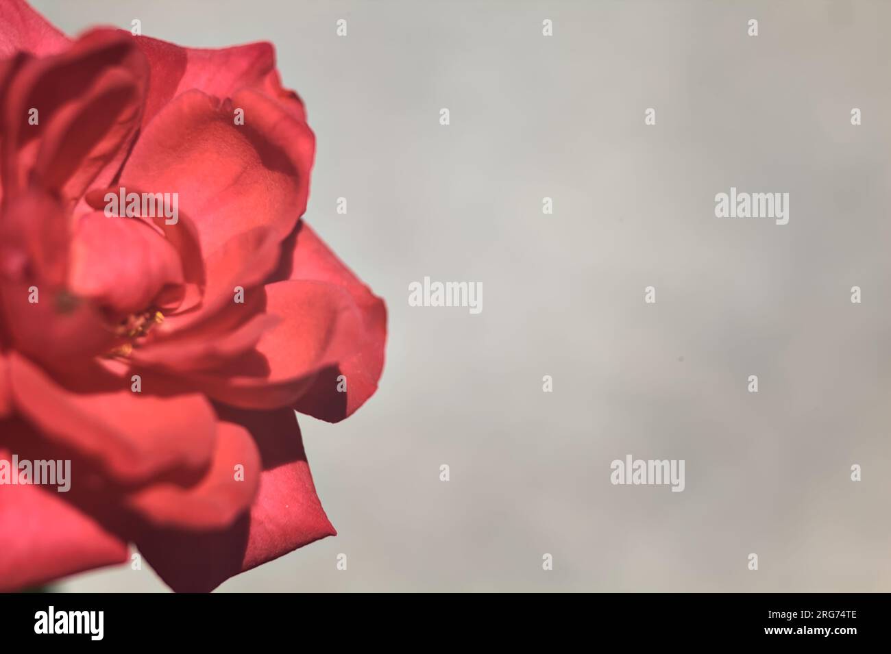 Miniature red rose in bloom seen up close Stock Photo - Alamy