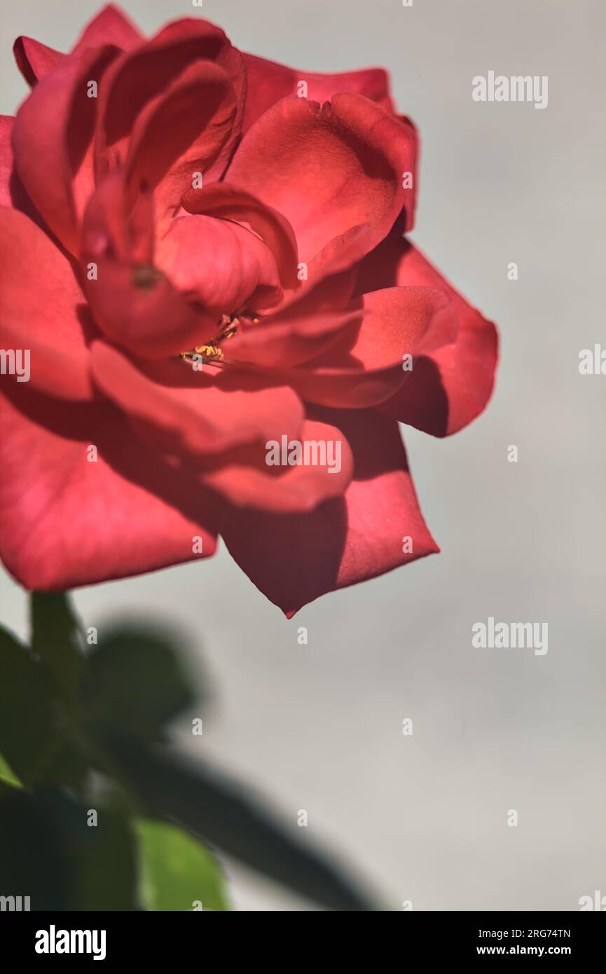 Miniature red rose in bloom seen up close Stock Photo - Alamy