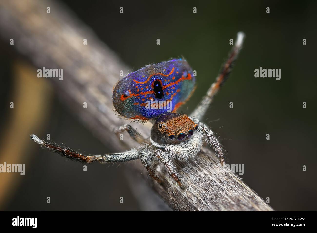 Male Peacock spider, Maratus hortorum, displaying for a female Stock ...