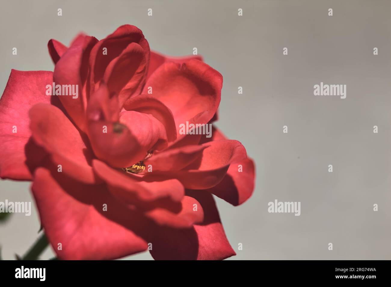 Miniature red rose in bloom seen up close Stock Photo - Alamy