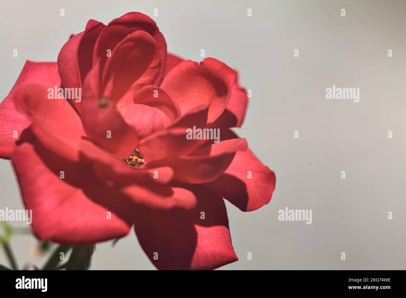 Miniature red rose in bloom seen up close Stock Photo - Alamy