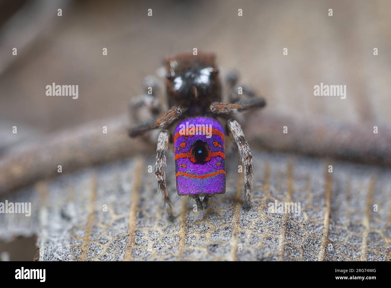 Male Peacock spider, Maratus mungaich, in his breeding colours Stock ...