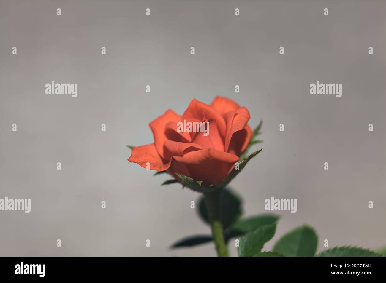 Miniature orange rose in bloom seen up close Stock Photo - Alamy