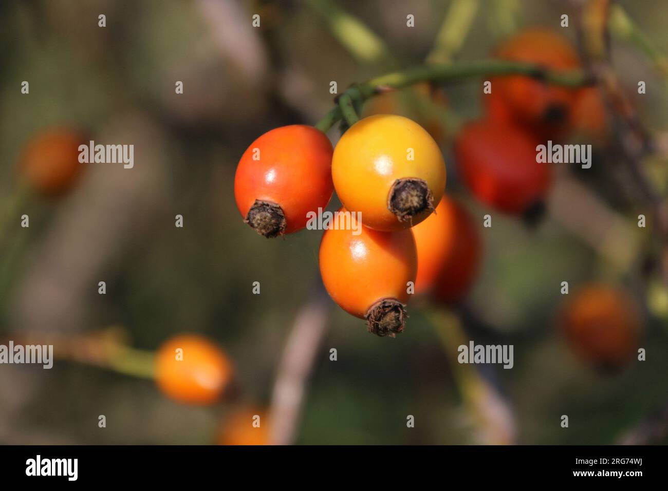 Orange rose hips hi-res stock photography and images - Alamy