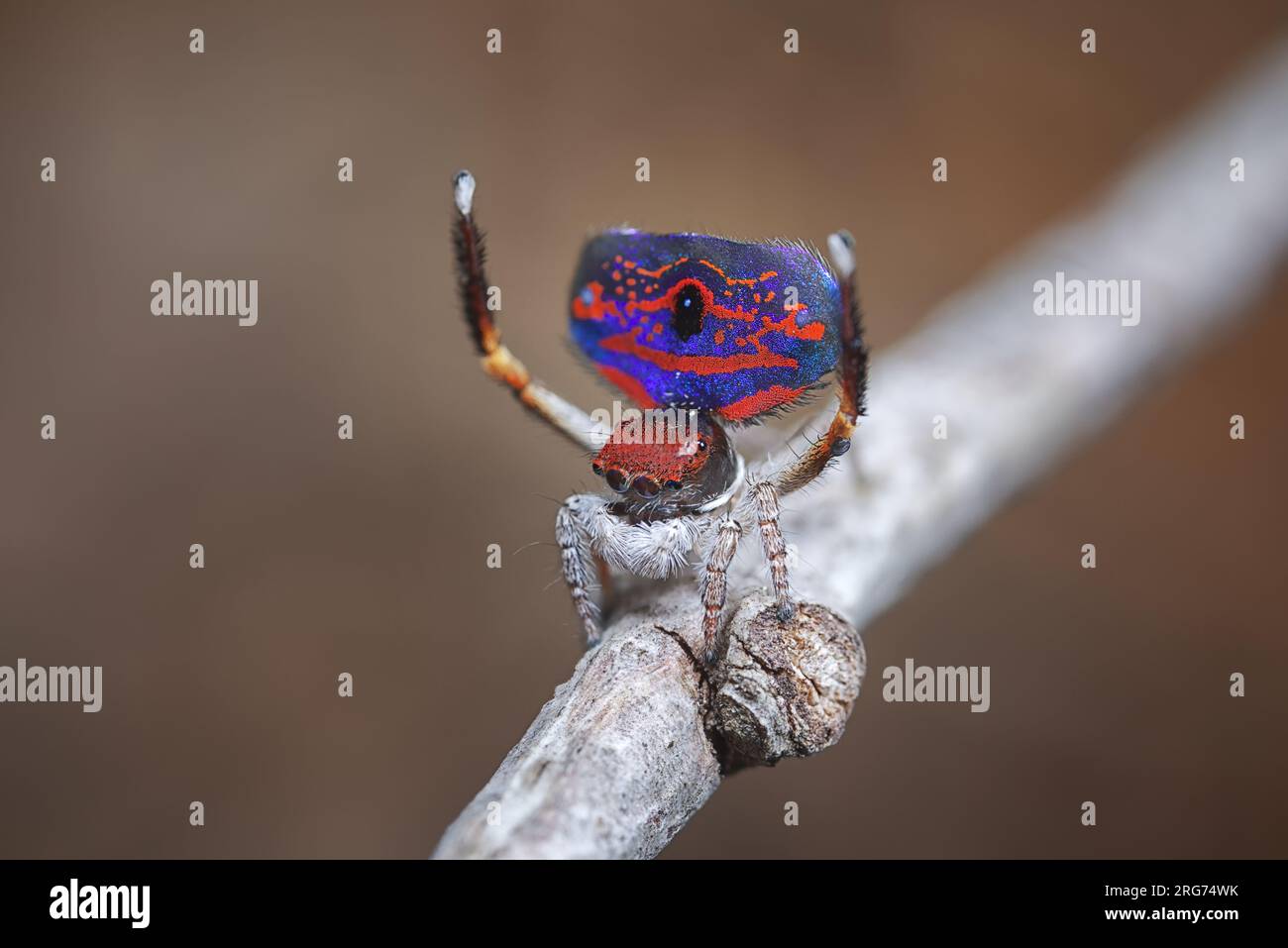 Male Peacock spider, Maratus gemmifer, displaying for a female spider ...