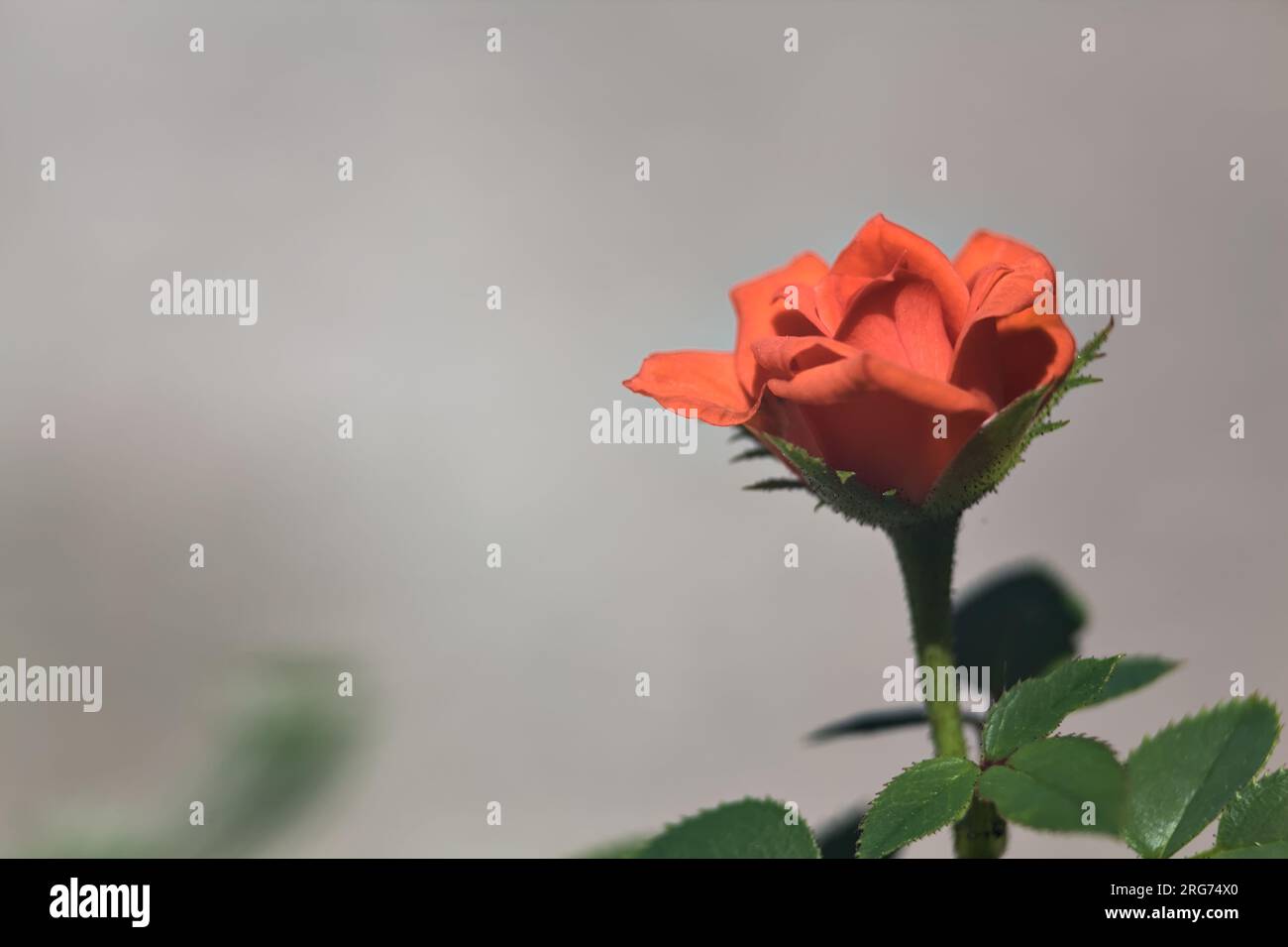 Miniature orange rose in bloom seen up close Stock Photo - Alamy